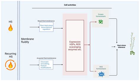 Ijms Free Full Text Transcriptional Regulators Of Plant Adaptation