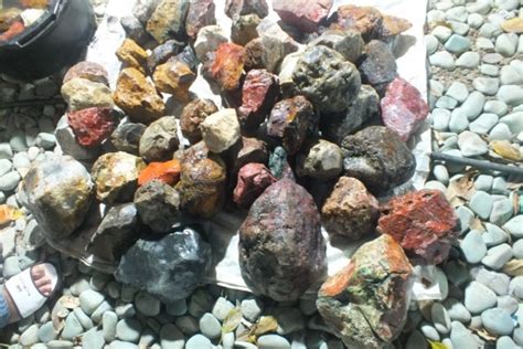 Demam Batu Akik Juga Sampai Di Ende Ntt