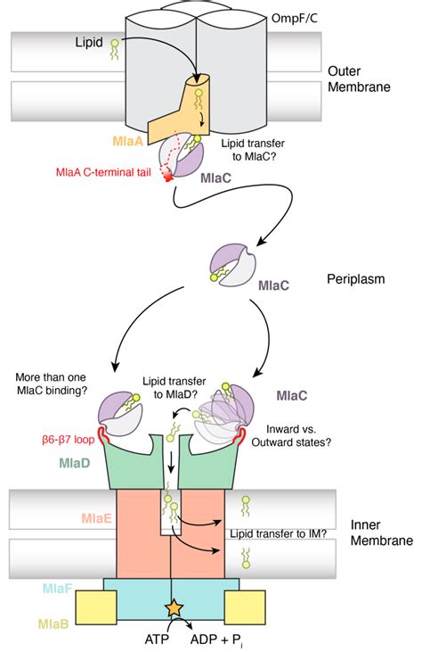 A Model For Mlac Interaction With Mlad And Mlaa For Lipid Transport In Download Scientific
