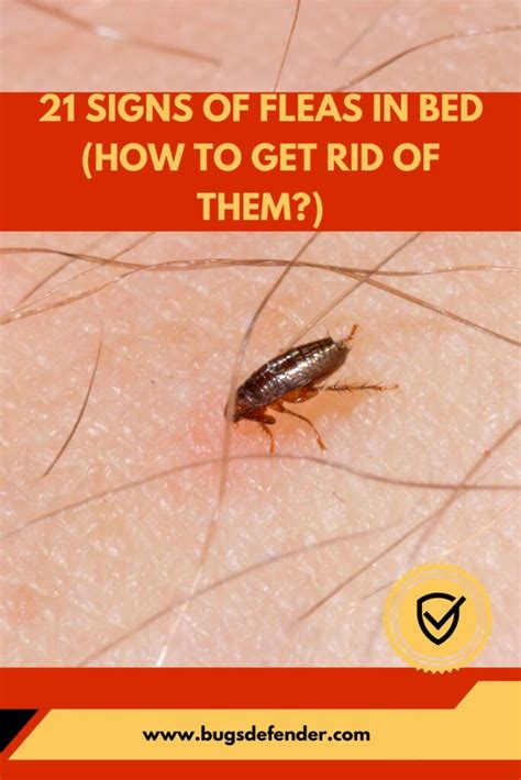 21 Signs Of Fleas In Bed How To Get Rid Of Them
