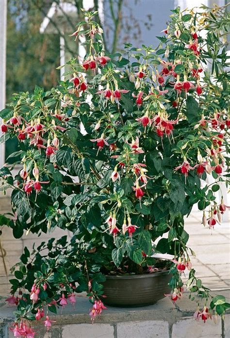 These 16 Crazy Fuchsia Variety Colors Will Make You Plant Them Instantly