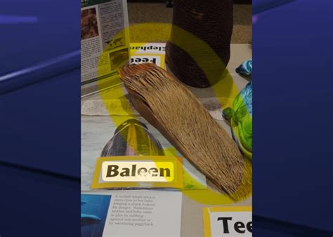 ‘irreplaceable Specimen Missing After Ohio Health Fair