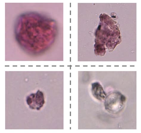 some examples of misclassification from direct sampling fined grained