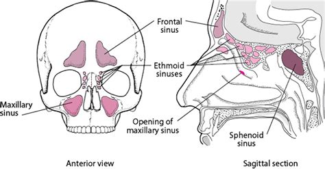 Image Paranasal Sinuses Msd Manual Professional Edition