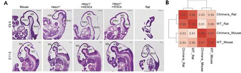 Interspecies Blastocyst Complementation Generates Functional Rat Cell