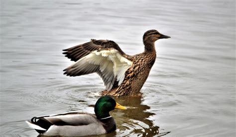 Decoding Duck Behavior A Guide For Duck Owners Farmhouse Guide