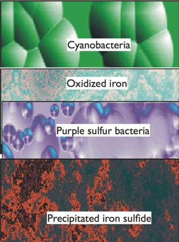 Microbial Growth And Control Flashcards Quizlet