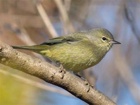 How To Id Orange Crowned Warblers And Tennessee Warblers Bird Academy