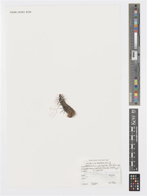 Melocactus Curvispinus Subsp Caesius Hlwendl Nptaylor Plants