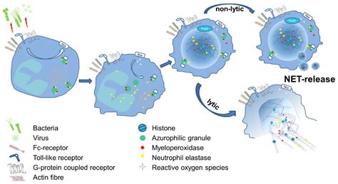 Neutrophil Extracellular Traps Encyclopedia MDPI
