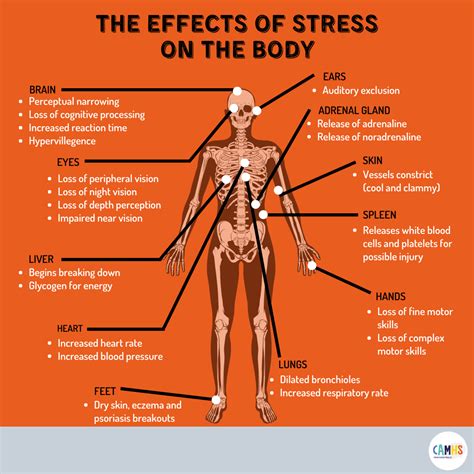 The Effects Of Stress On Your Body Camhs Professionals