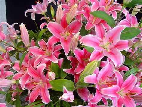 Peluang Usaha Menanam Bunga Lily Tips Petani