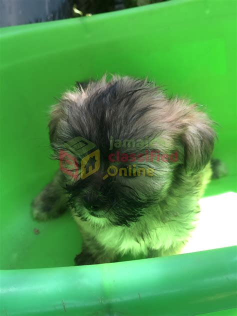 Going FAST Shih Tzu Poodle Available For Sale Portmore