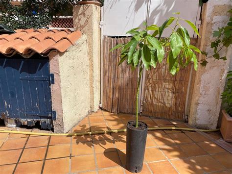 Où Acheter Un Avocatier