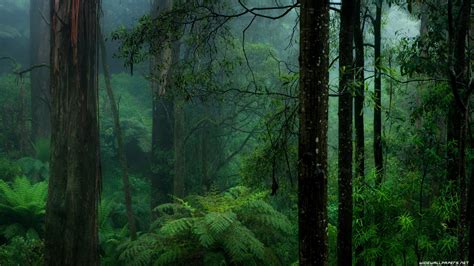 Aesthetic Anime Rain Forest Wallpapers Wallpaper Cave