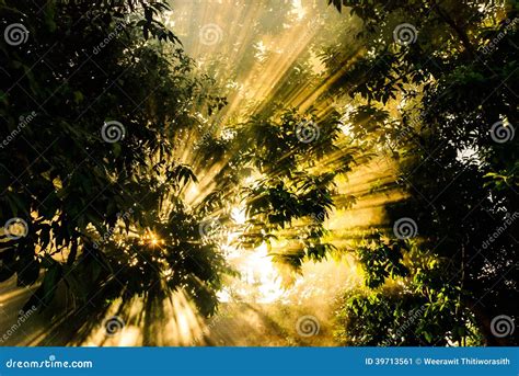 Beams Of Morning Sun Filtering Through The Tree And Fog Stock Image