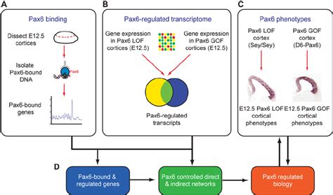 Strategy To Characterise The Transcriptional Networks Regulated By Pax6