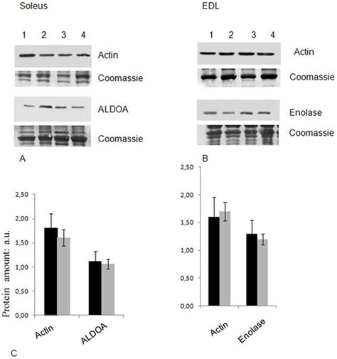 Validation Of Proteomic Results Protein Amount Of Representative Download Scientific Diagram