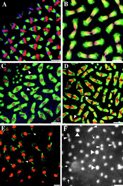 Mitotic Defects In Orbit Derived Embryos Wild Type Embryos A And B