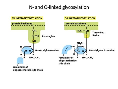 Ppt Golgi Complex Secretion And Protein Transport Powerpoint