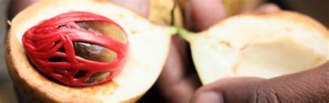 Curio Spice Co Sustainable Ethical Single Origin Spices And Blends
