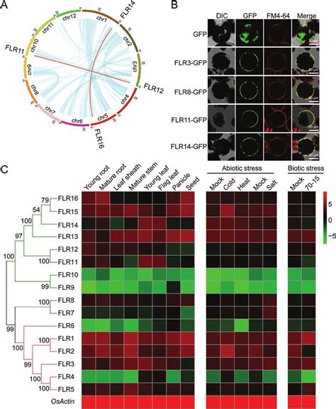 Analysis Of Duplication Subcellular Localization And Gene Expression Download Scientific