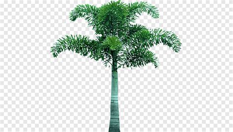 Arecaceae Tree Evergreen Palm Tree Image File Formats Branch Png