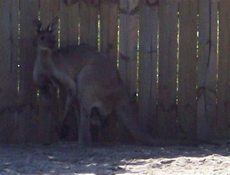 Classic Roo By Foreverlukoi On Deviantart