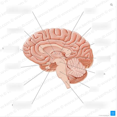 Diencephalon Diagram Quizlet
