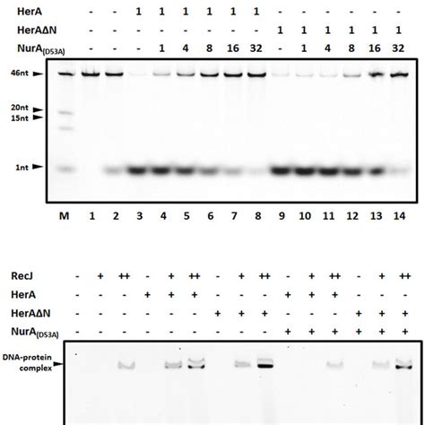Comparisons Of Nuclease Activity And Ssdna Binding Ability Among
