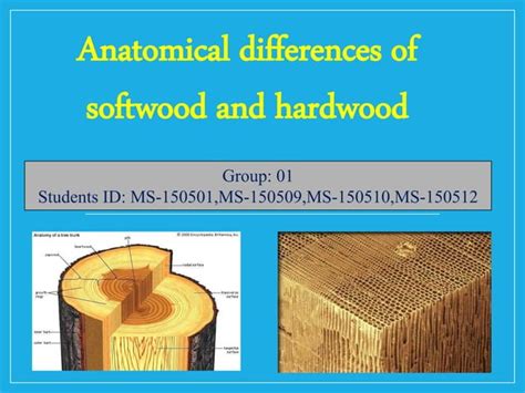 Softwood And Hardwood Pptx