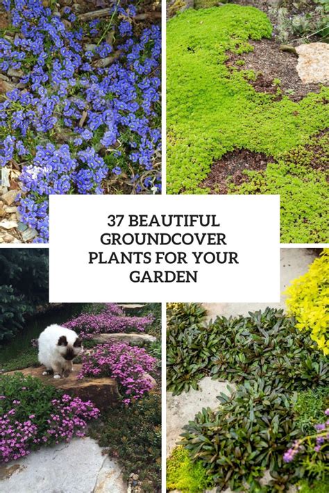 37 Beautiful Groundcover Plants For Your Garden Shelterness