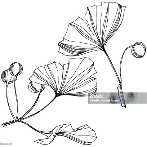 向量隔離銀杏插圖元素葉植物植物園的葉子黑白雕刻水墨藝術向量圖形及更多一組物體圖片 一組物體 側影 傳統園林 Istock