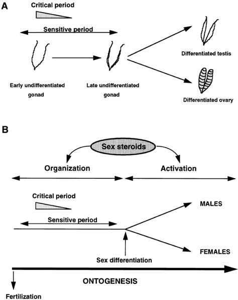 A General Representation Of The Sensitive And Critical Periods During