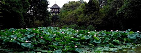 荷花池ps素材 夏天荷花池简笔画 木栈道ps素材 大山谷图库
