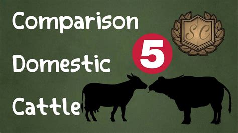 Domestic Cattle Comparison 5 Species Saiful Chemistry Youtube