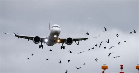 Aerolíneas Argentinas Y Gol Anunciaron Su Nuevo “puente Aéreo” Y