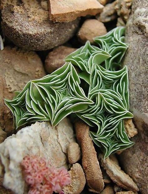 40 Strange Unique Succulents You Ve Probably Never Seen Before Artofit