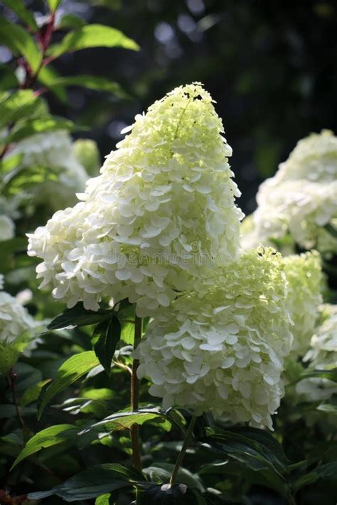 Hydrangea Paniculata Blooming With Conical White Flower Clusters