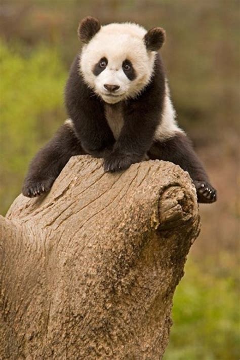 Panda Bear Standing Up