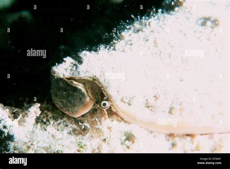 Stromb Shell Eye And Foot Strombus Sp Rongelap Marshall Islands N