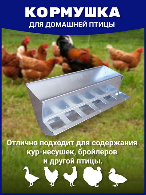 Кормушка для Кур – купить в интернет-магазине OZON по низкой цене