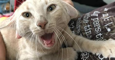 New Kitten Might Name Her Falcor Album On Imgur