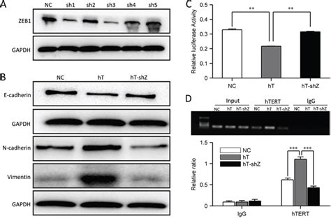 An Htertzeb1 Complex Directly Regulates E Cadherin To Promote