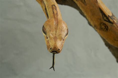 How Much Is A Boa Constrictor Uk At Chuck Miranda Blog