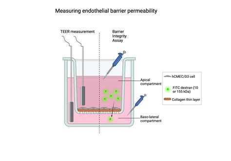 Measuring Endothelial Barrier Permeability Biorender Science Templates