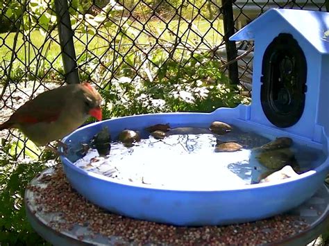 Why Do Birds Take Baths Benefits Of Bird Baths Tt Nature