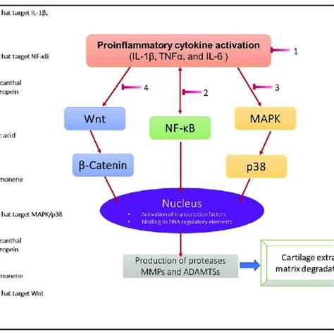 Schematic Representation Of The Pathological Signaling Pathways In Oa
