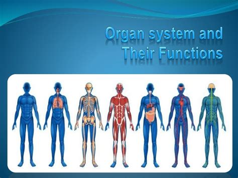 Human Body System And Their Function With A Labelled Diagram