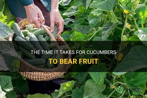 The Time It Takes For Cucumbers To Bear Fruit Shuncy